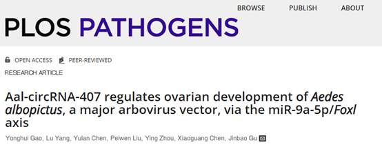 顾金保团队在PLoS Pathogens发文揭示登革热媒介白纹伊蚊circRNA的功能和机制-南方医科大学